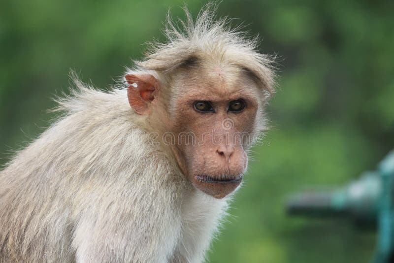 Sad looking monkey in tree stock image. Image of unhappy - 30553433