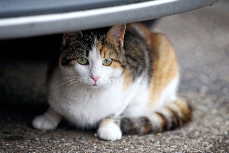 160 Anxious Tabby Cat Stock Photos - Free & Royalty-Free Stock Photos ...