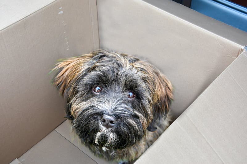 Dog in a moving box stock photo. Image of frightened - 272560368