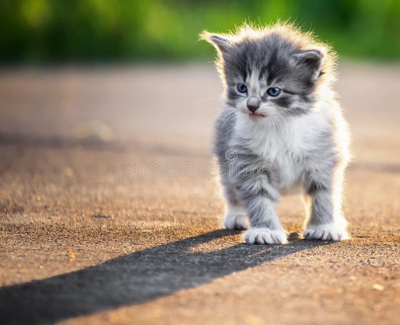 Angry Kitten stock image. Image of cute, funny, white - 116005315