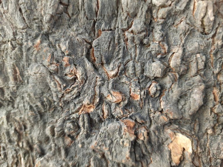 Almost Any Large, Mature Tree Can Develop Surface Roots, Surface of ...