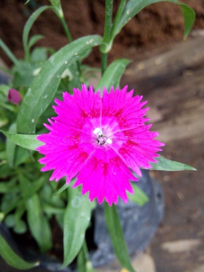 Anyelir Flower Photos - Free & Royalty-Free Stock Photos from Dreamstime