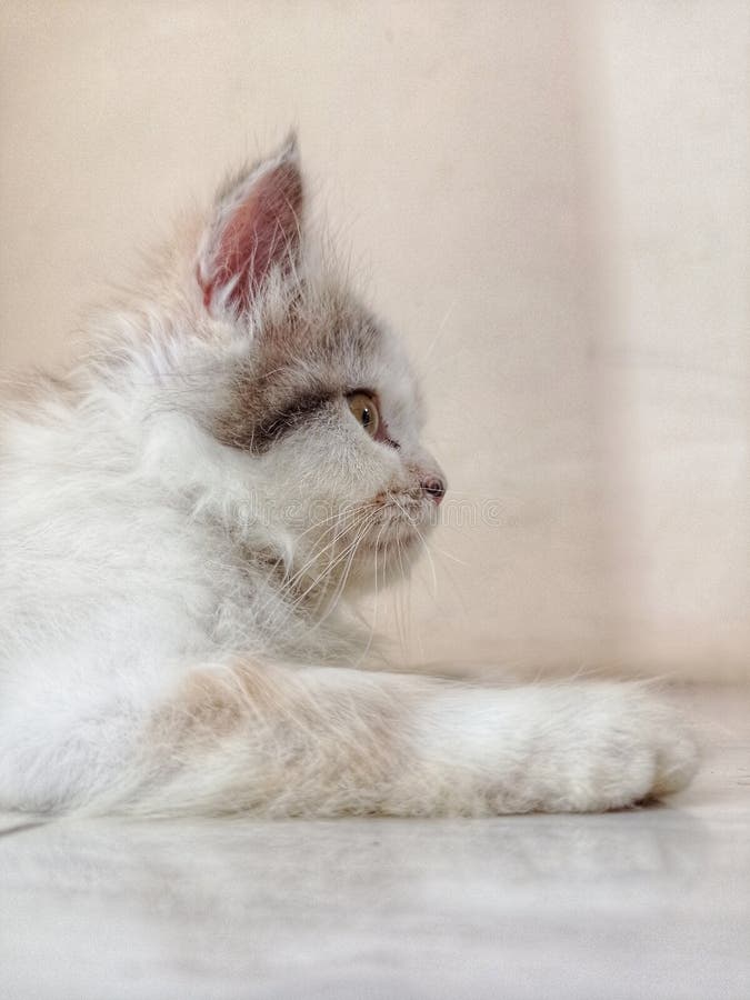 Brooding cat stock image. Image of white, carnivore - 211746867