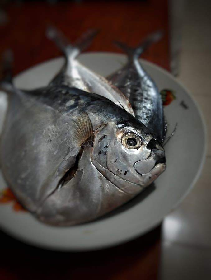 Anyi Fish Stock Photos - Free & Royalty-Free Stock Photos from Dreamstime