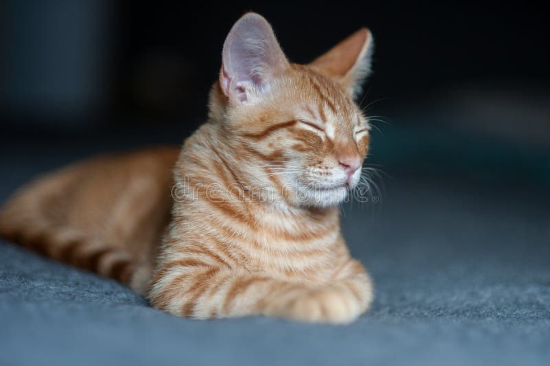 Anytime is nap time stock photo. Image of closed, kitten - 58311224