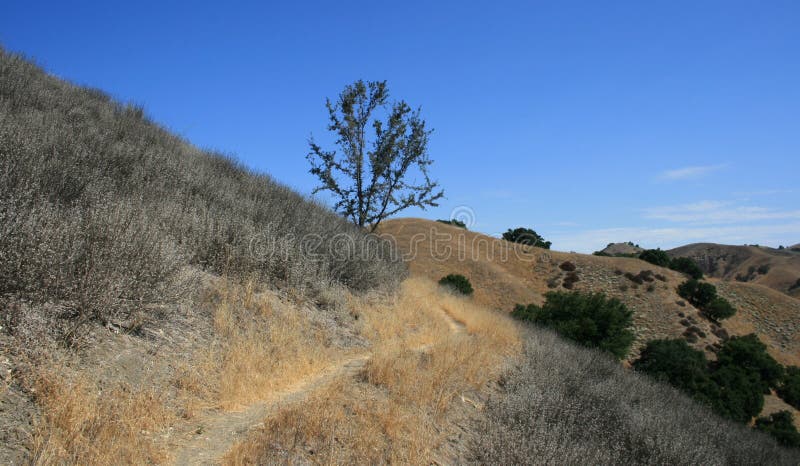 Anza Loop Lone Tree stock image. Image of nature, trail - 26517901