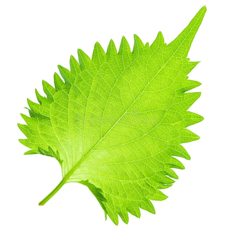 Aojiso Leaf stock photo. Image of fresh, perilla, orient - 99796564