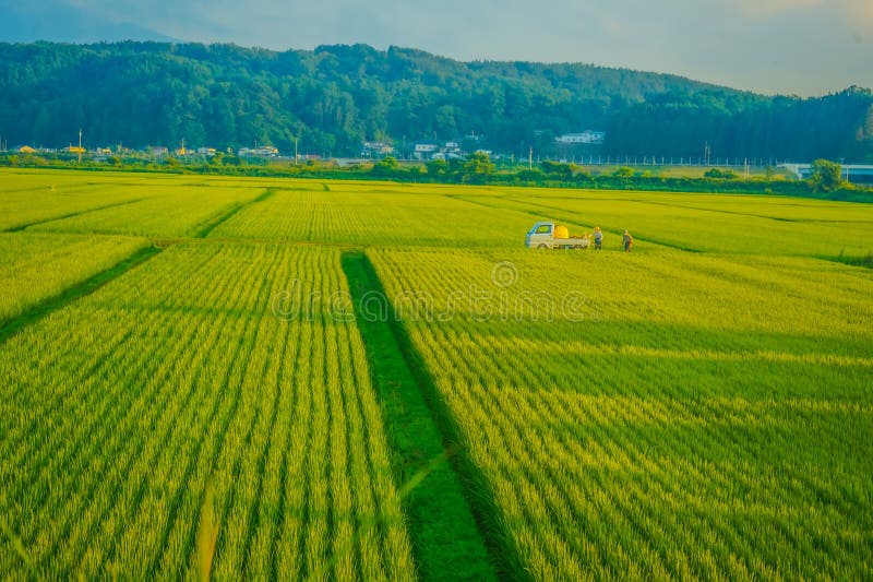 Aomori Rural Scenery stock photo. Image of rice, nature - 272313530