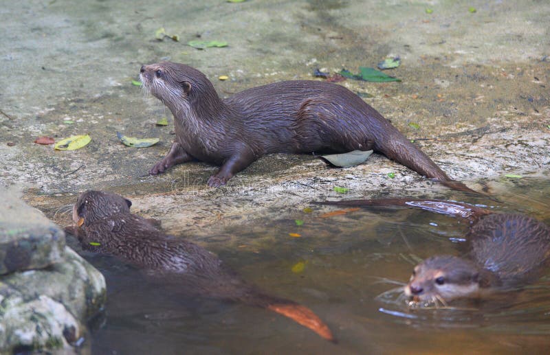Aonyx cinerea stock photo. Image of life, mustelidae - 67728250