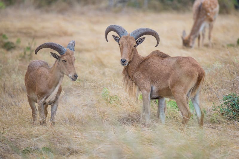 Aoudad Ram and Ewe stock photo. Image of female, pair - 59752340