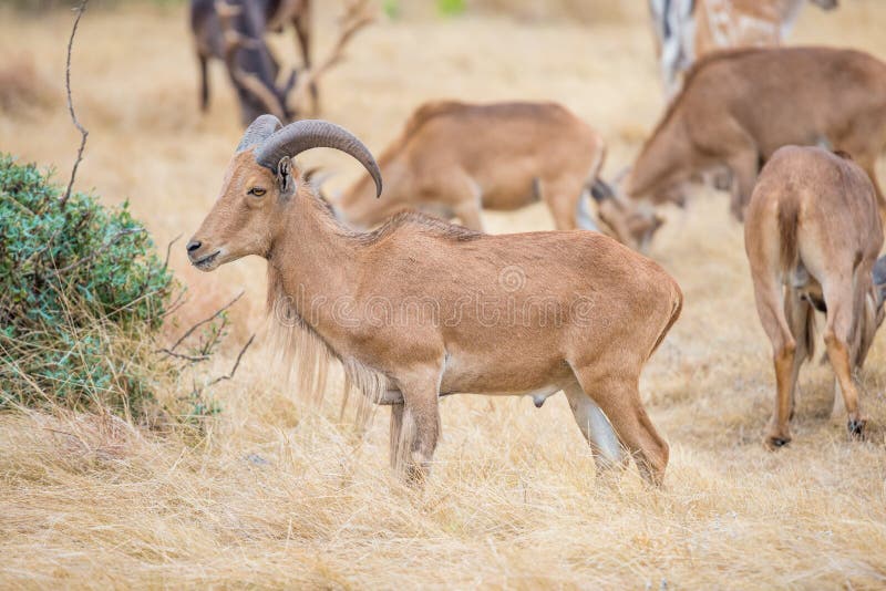 Aoudad sheep stock photo. Image of ranch, barbary, hoofed - 60458980