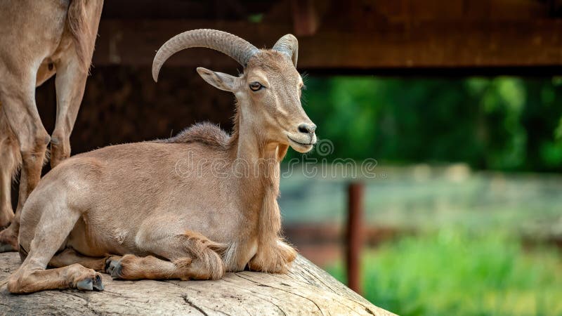 Aoudad stock image. Image of artiodactyla, europe, aoudad - 196085979