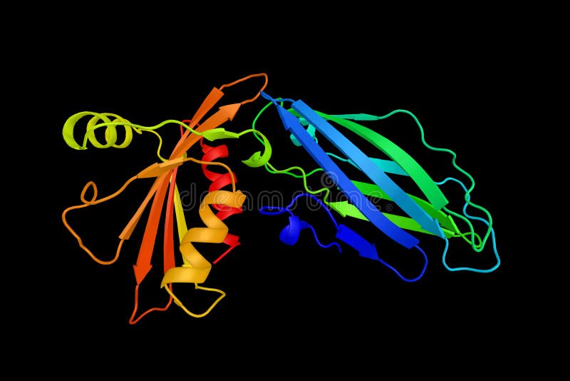 AP-2 Complex Subunit Beta, a Protein Which is One of Two Large C Stock ...