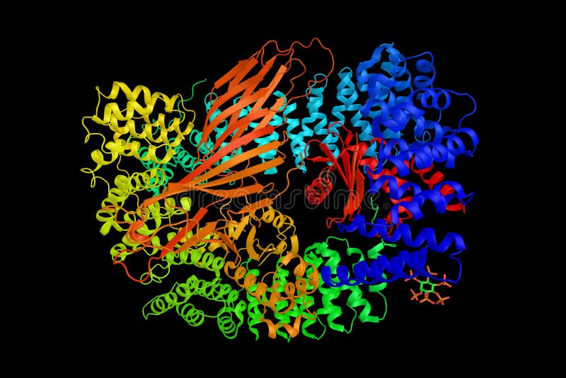 AP-2 Complex Subunit Alpha-1, a Protein Which Has Been Shown To Stock ...