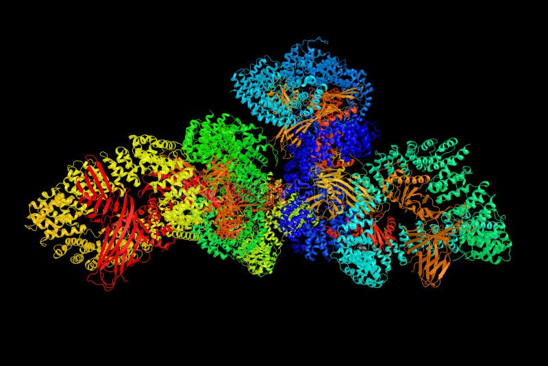 AP-1 Complex Subunit Mu-1, the Medium Chain of the Trans-Golgi N Stock ...