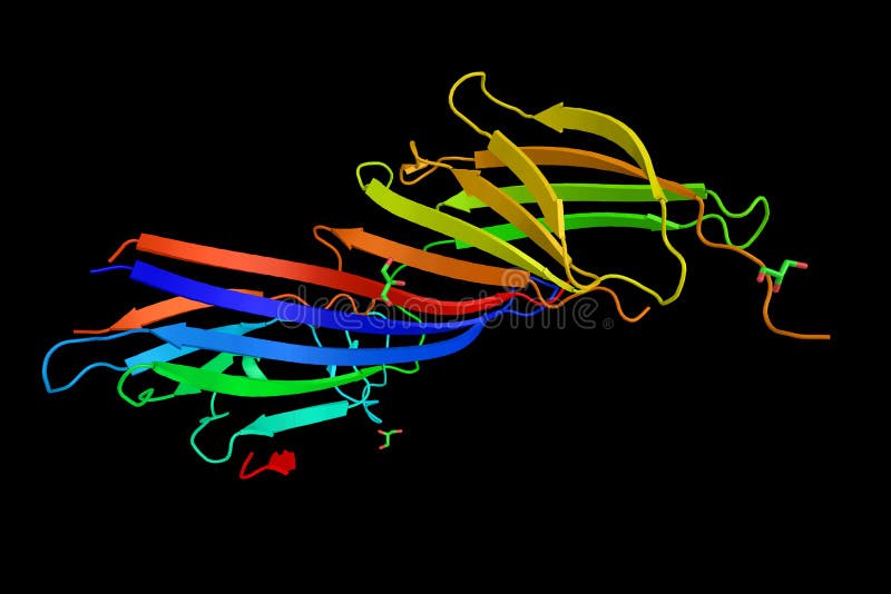 AP-1 Complex Subunit Gamma-1, A Protein Which Forms A Heterotetrameric ...