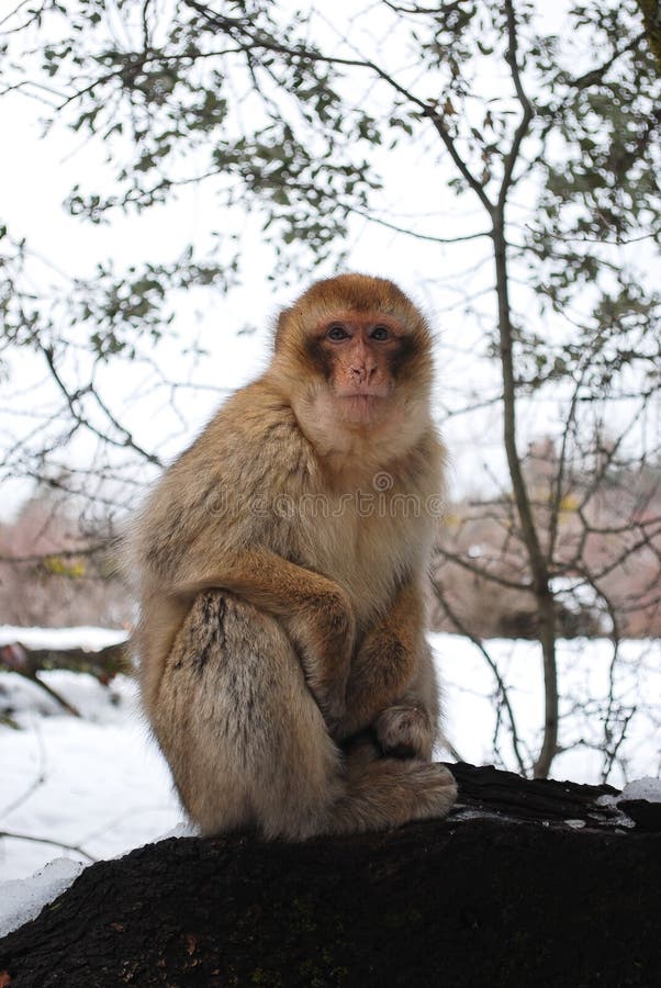 Gullig apa fotografering för bildbyråer. Bild av simiansk - 204443