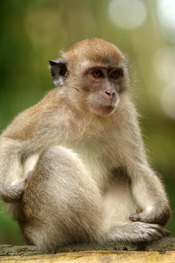 Apa fotografering för bildbyråer. Bild av djungel, odjur - 21607681