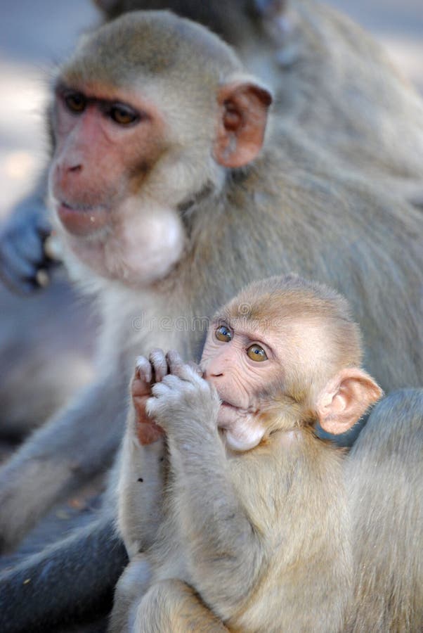 Apa arkivfoto. Bild av öga, järnhand, organism, däggdjur - 42736902