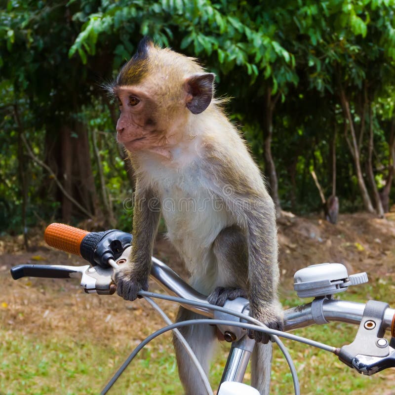 Apa och cykel fotografering för bildbyråer. Bild av älskvärt - 36165367