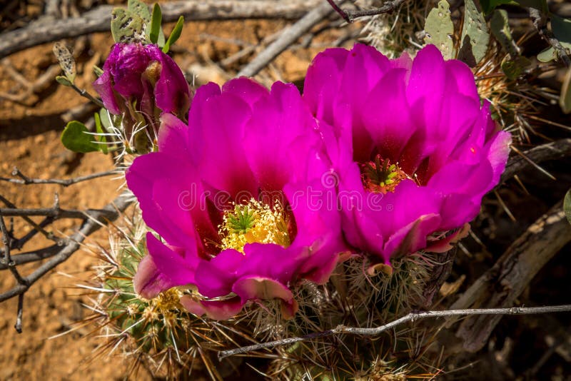 Apache Lake Landscapes in Arizona. Stock Photo - Image of national ...