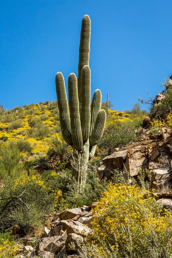 Apache Lake Landscpaes in Arizona. Stock Image - Image of desert, salt ...