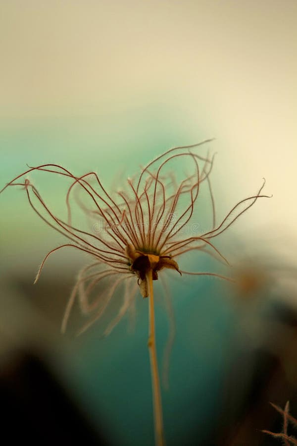 Apache Plume Wildflower stock photo. Image of flared - 203632642