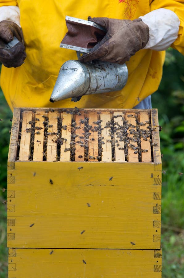 Apairist work with smoker stock photo. Image of beekeeping - 32378336