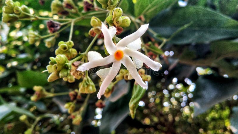 Aparajita Tree Stock Photos - Free & Royalty-Free Stock Photos from ...