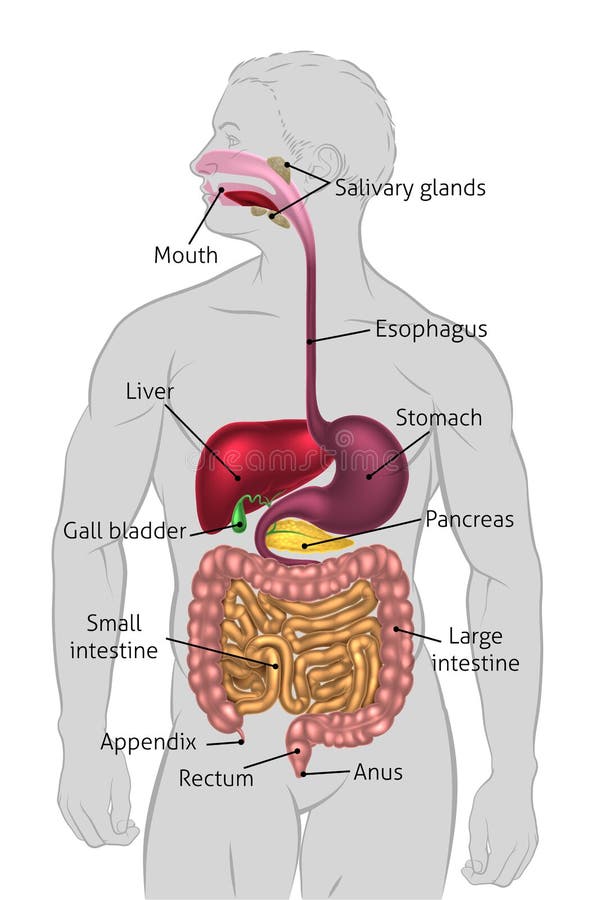 Aparato digestivo humano ilustración del vector. Ilustración de ...