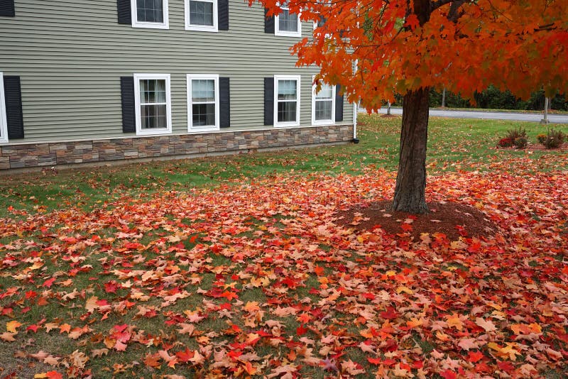 Apartment Building and Front Lawn with Fallen Leaves in Autumn Stock ...