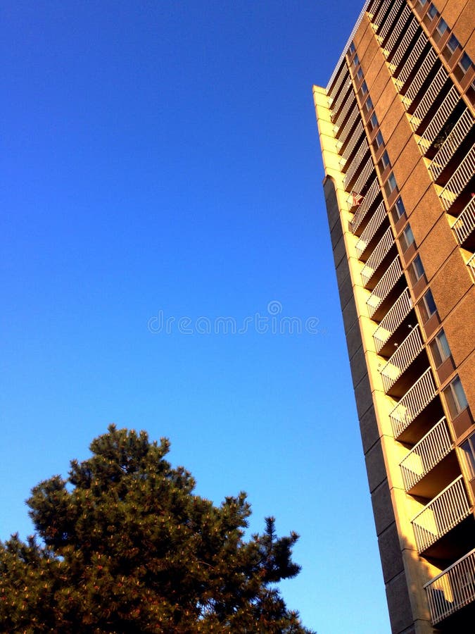 Pine Tree and Apartment Building Looking Skyward Stock Photo - Image of ...