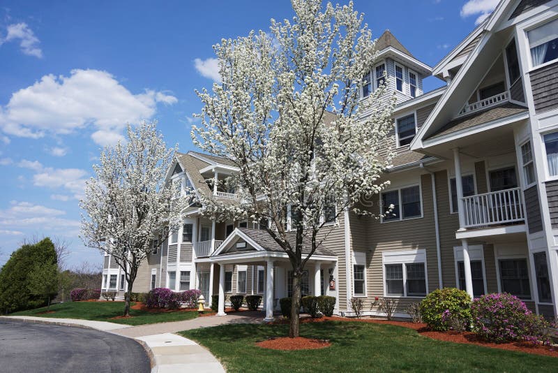 Apartment Building with Spring Tree Stock Photo - Image of city ...