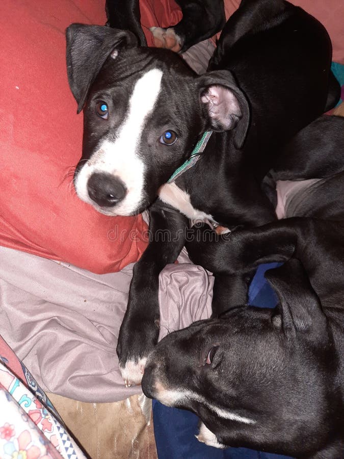 Apbt Female Pup Stock Photos - Free & Royalty-Free Stock Photos from ...