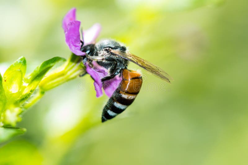Ape fotografia stock. Immagine di insetto, natura, bianco - 100937918