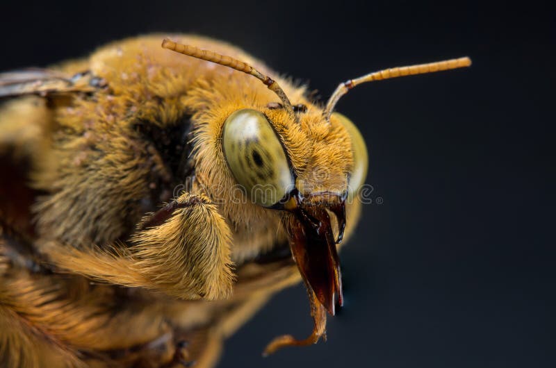 Ape immagine stock. Immagine di nave, antenna, estremo - 101170001