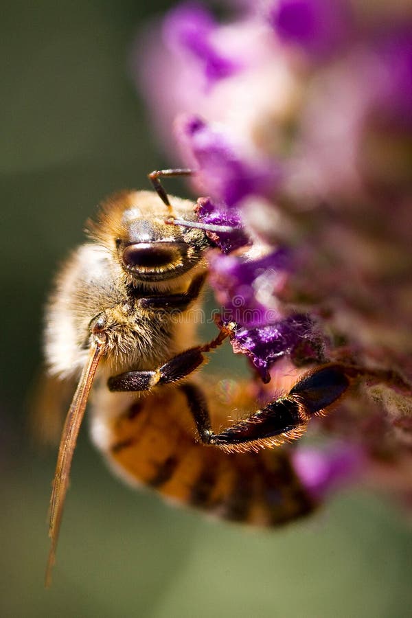 Ape mellifera immagine stock. Immagine di piccolo, insetto - 17013117