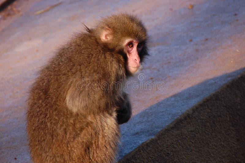 Ape stock image. Image of hairy, nose, brown, face, ears - 17650955