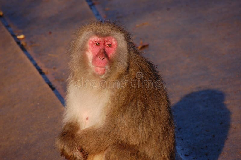 A sad looking ape stock image. Image of looking, face - 18331281