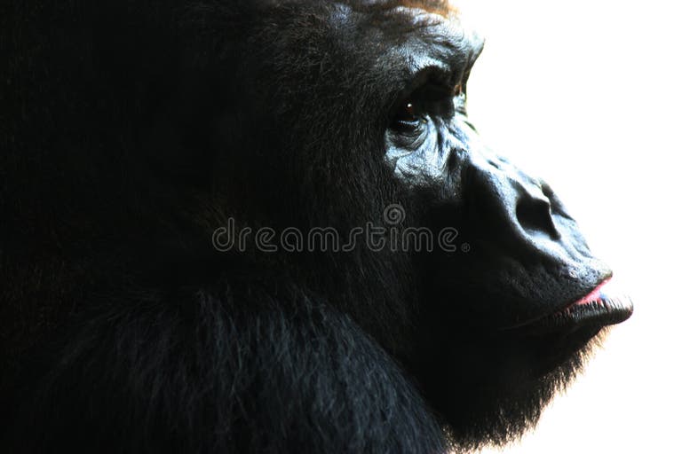 103,747 Ape Cama Stock Photos - Free & Royalty-Free Stock Photos from ...