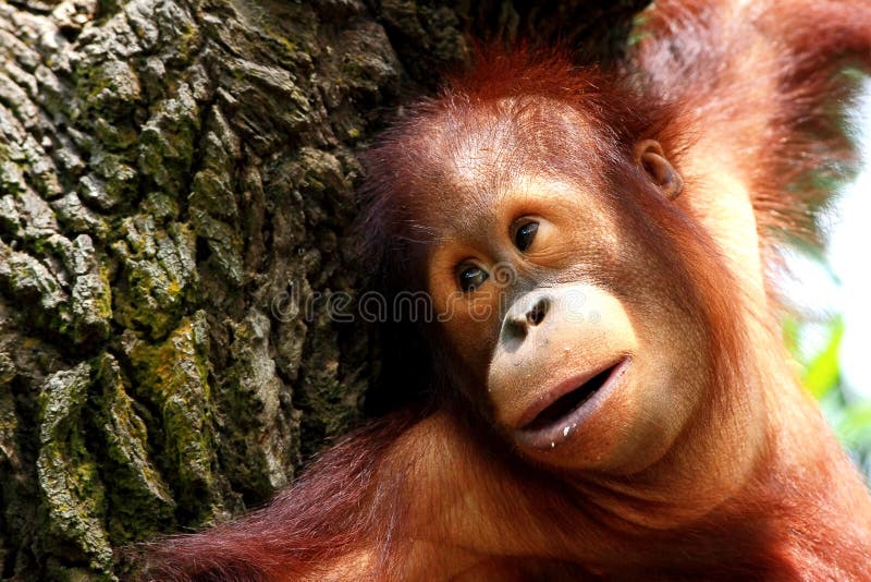 Ape stock image. Image of colour, hanging, look, hairy - 3277075