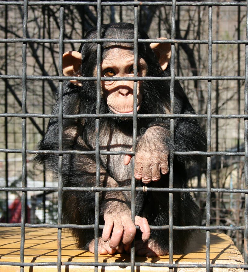 Ape stock image. Image of safari, mammal, utang, monkey - 767943