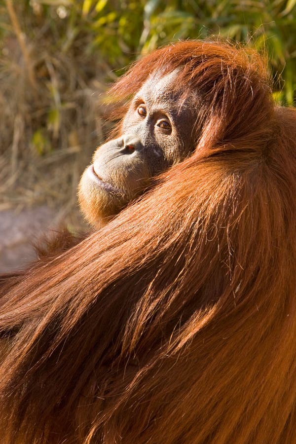 Ape stock photo. Image of scrutinize, arboreal, eyes, relax - 534278