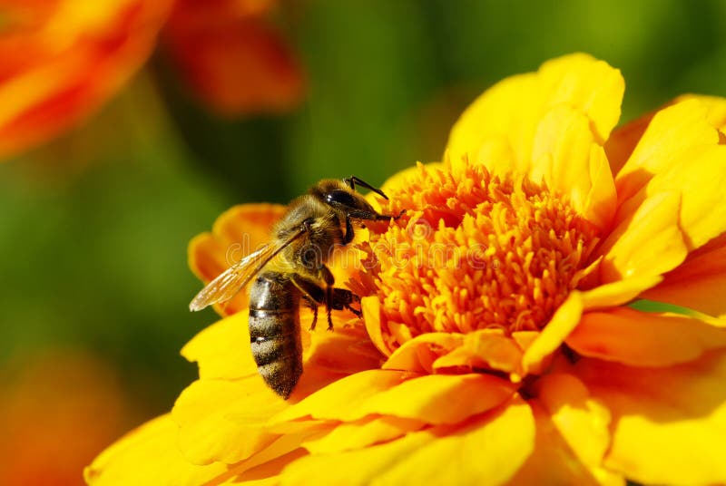 Ape immagine stock. Immagine di macro, fiore, dolce, pianta - 6450277
