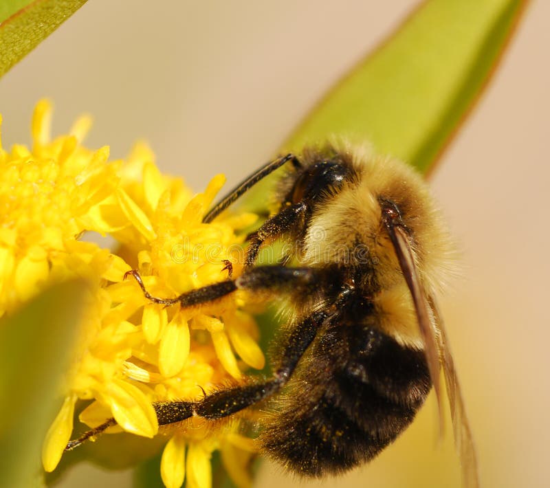 Ape immagine stock. Immagine di stung, animale, piacevole - 6832733