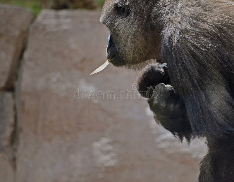 Ape with Baby stock image. Image of family, walking, wild - 40982293