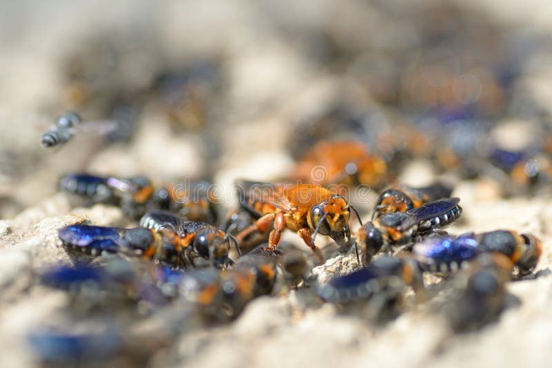 Ape blu immagine stock. Immagine di animale, nave, accumulazione - 82588569