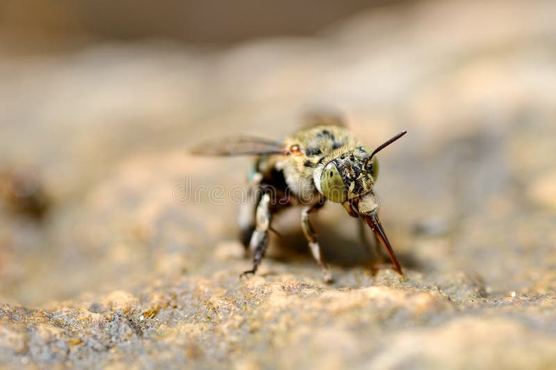 Ape blu immagine stock. Immagine di animale, nave, accumulazione - 82588569