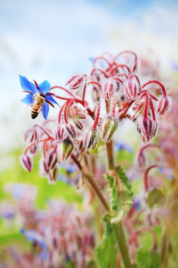 Ape is borage flower stock photo. Image of blooming, green - 54406556