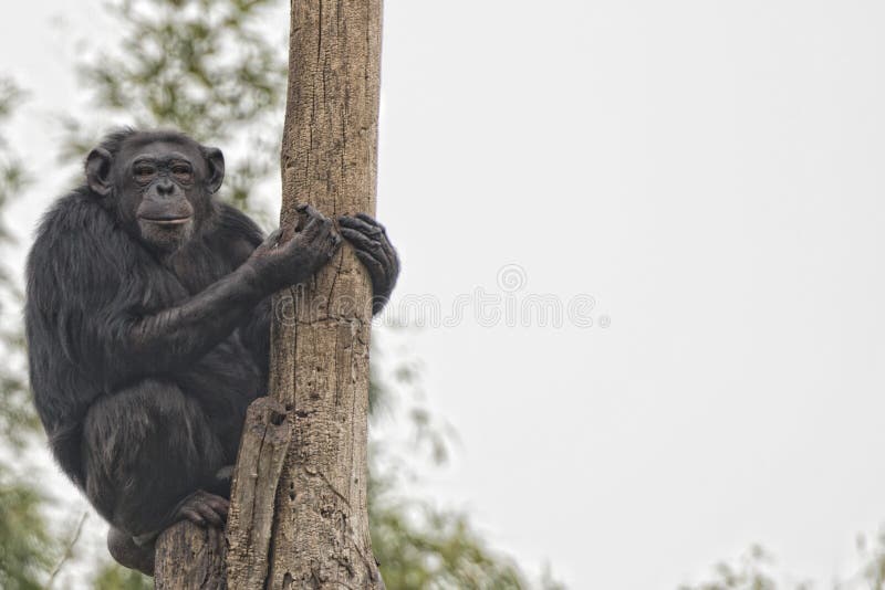 Ape Chimpanzee Monkey Looking at You Stock Photo - Image of wildlife ...